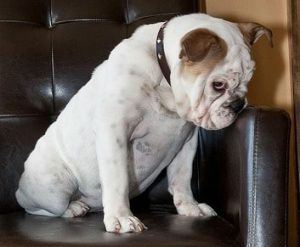 English Bulldog - Find Out All About This Dog Breed