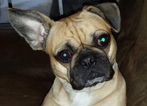 Hybrid Dogs - What Are They? Find Out Here!