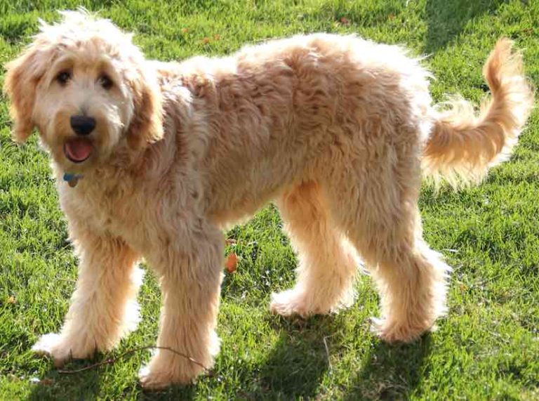 Goldendoodle Dog Breed - Facts, Images And Temperament