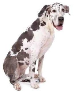 The Great Dane Dog Breed. What's Life Like With This Giant?