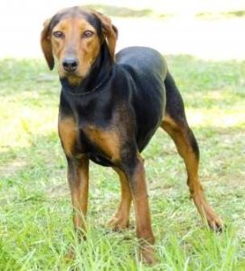 Dog Breeds List H: Dog Breeds Beginning With The Letter "H"