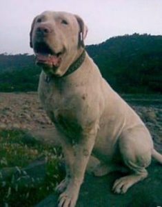 Dog Breeds List G: Dog Breeds Beginning With The Letter "G"