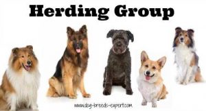 List Of Dog Breeds And Groupings - What Dog Groups Are There?