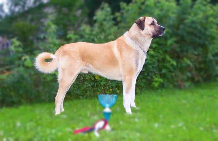 Kangal Shepherd Dog - Also Anatolian Shepherd. A Breed For You?