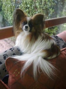 Papillon Dog Breed Information And Characteristics
