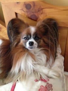 Papillon Dog Breed Information And Characteristics