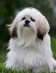 The Lhasa Apso Dog Breed Is From Tibet; An Indoor Guard Dog