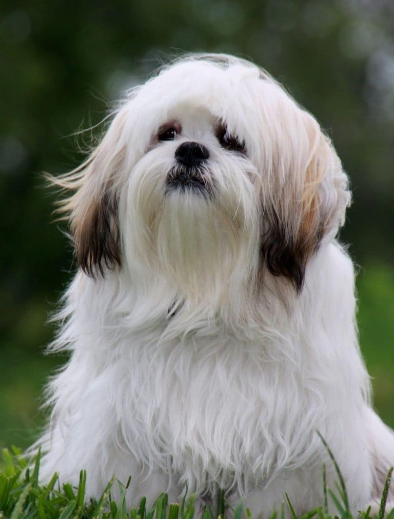 The Lhasa Apso Dog Breed Is From Tibet; An Indoor Guard Dog