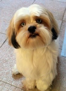 The Lhasa Apso Dog Breed Is From Tibet; An Indoor Guard Dog