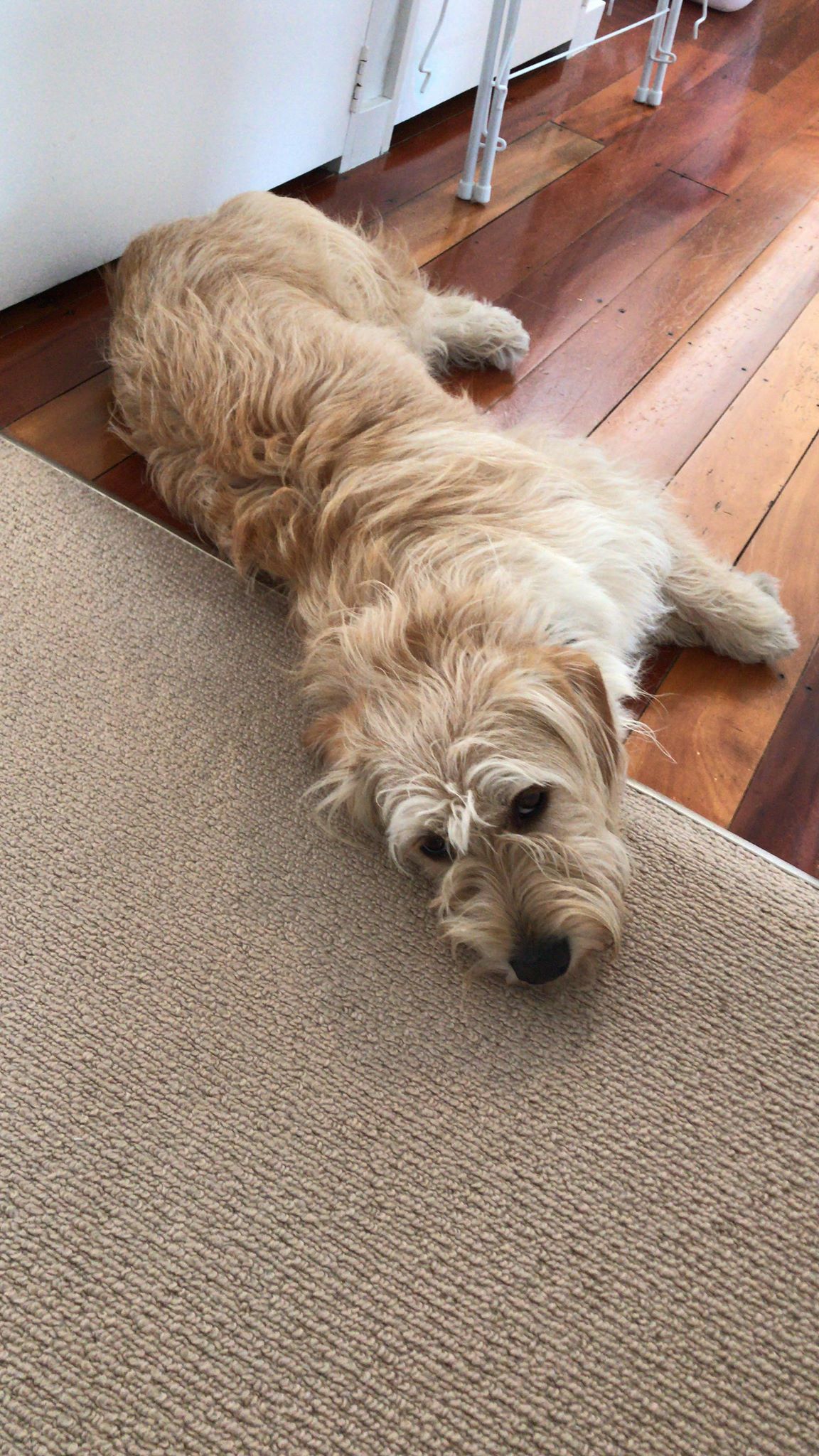 The Labradoodle Dog Breed - A Labrador Crossed With A Poodle