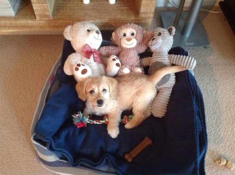 The Labradoodle Dog Breed - A Labrador Crossed With A Poodle