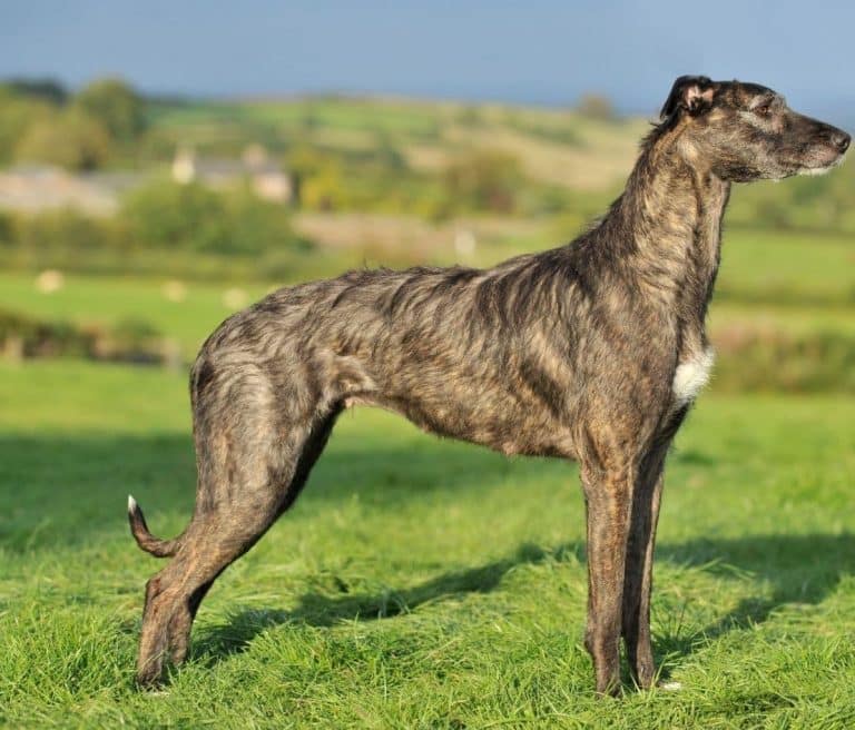 British Dog Breeds - Which Dogs Are British? Are You Curious?