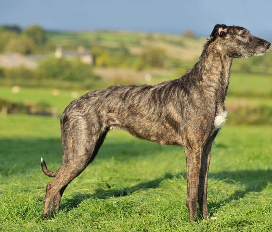 The Lurcher Dog Breed - Information On Lurcher Dogs