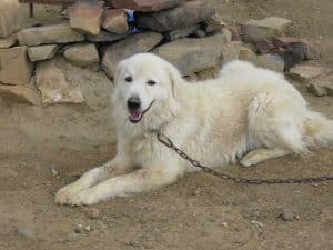 Are You Curious About The Maremma Sheepdog Temperament And Character?