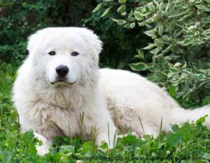 Are You Curious About The Maremma Sheepdog Temperament And Character?