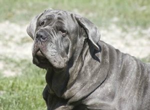 Banned Dog Breeds - The Breeds That Are Banned Outright
