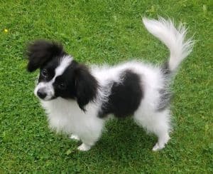 Papillon Dog Breed Information And Characteristics