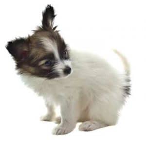 Papillon Dog Breed Information And Characteristics