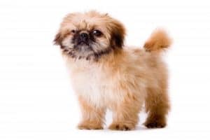 Pekingese Dog Breed Information - Find Out More!