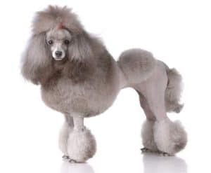 Poodle: Dog Breed Profile and Review