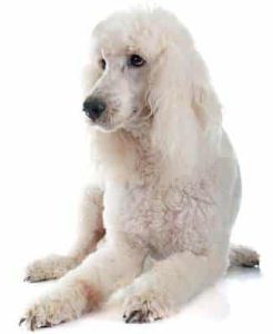 Dog Breeds List S: The World's Dog Breeds Beginning With S