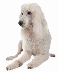 Poodle: Dog Breed Profile and Review