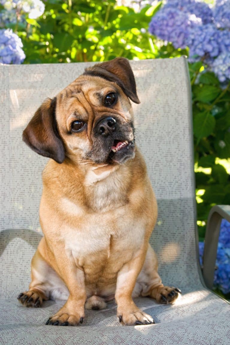 Puggle Dog - A Pug Crossed With A Beagle