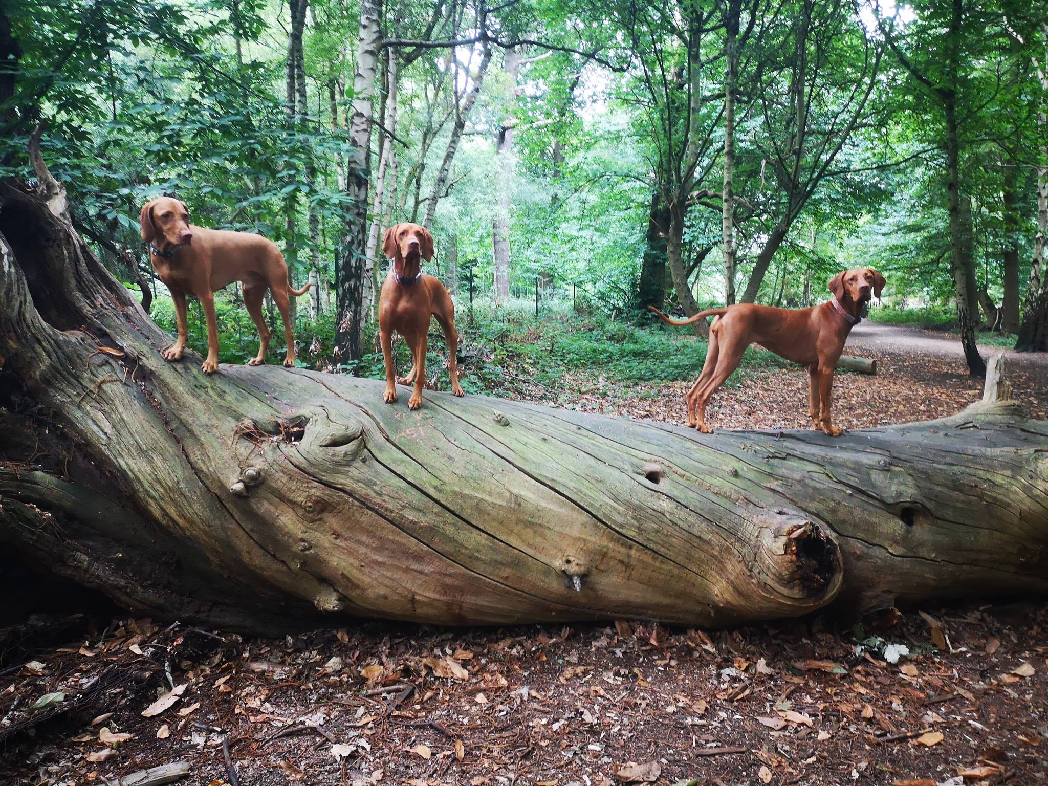 The Hungarian Vizsla Dog Breed - Discover What's Special!
