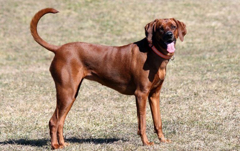 The Redbone Coonhound Dog - A Breed Profile With Photos And Info
