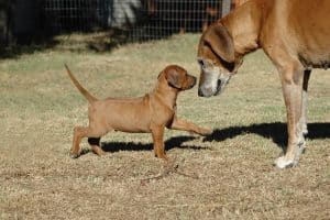 The Rhodesian Ridgeback Dog - The Lion Dog of Africa