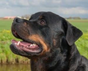 What Makes The Rottweiler So Popular? Find Out Here!