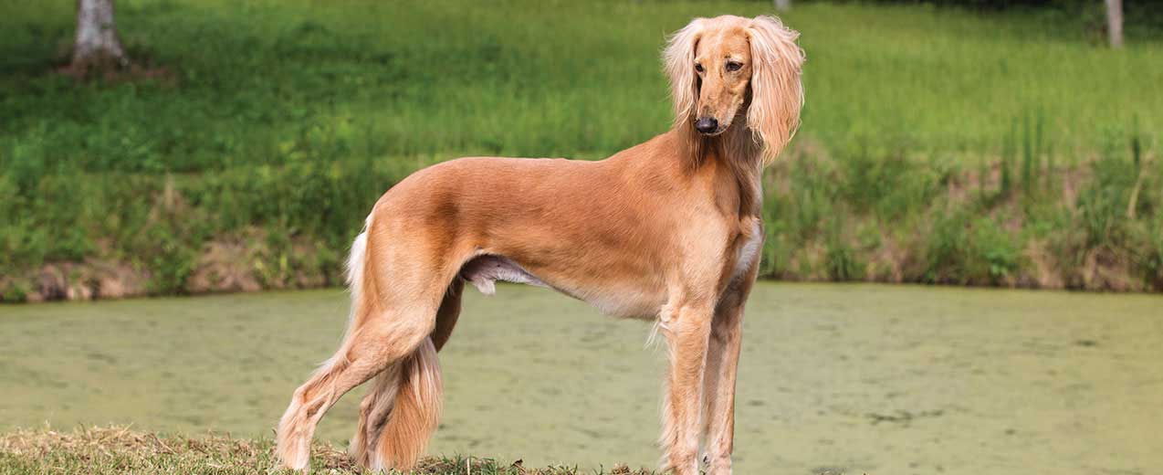 Saluki Dog Breed - What You Should Know About These Amazing Dogs