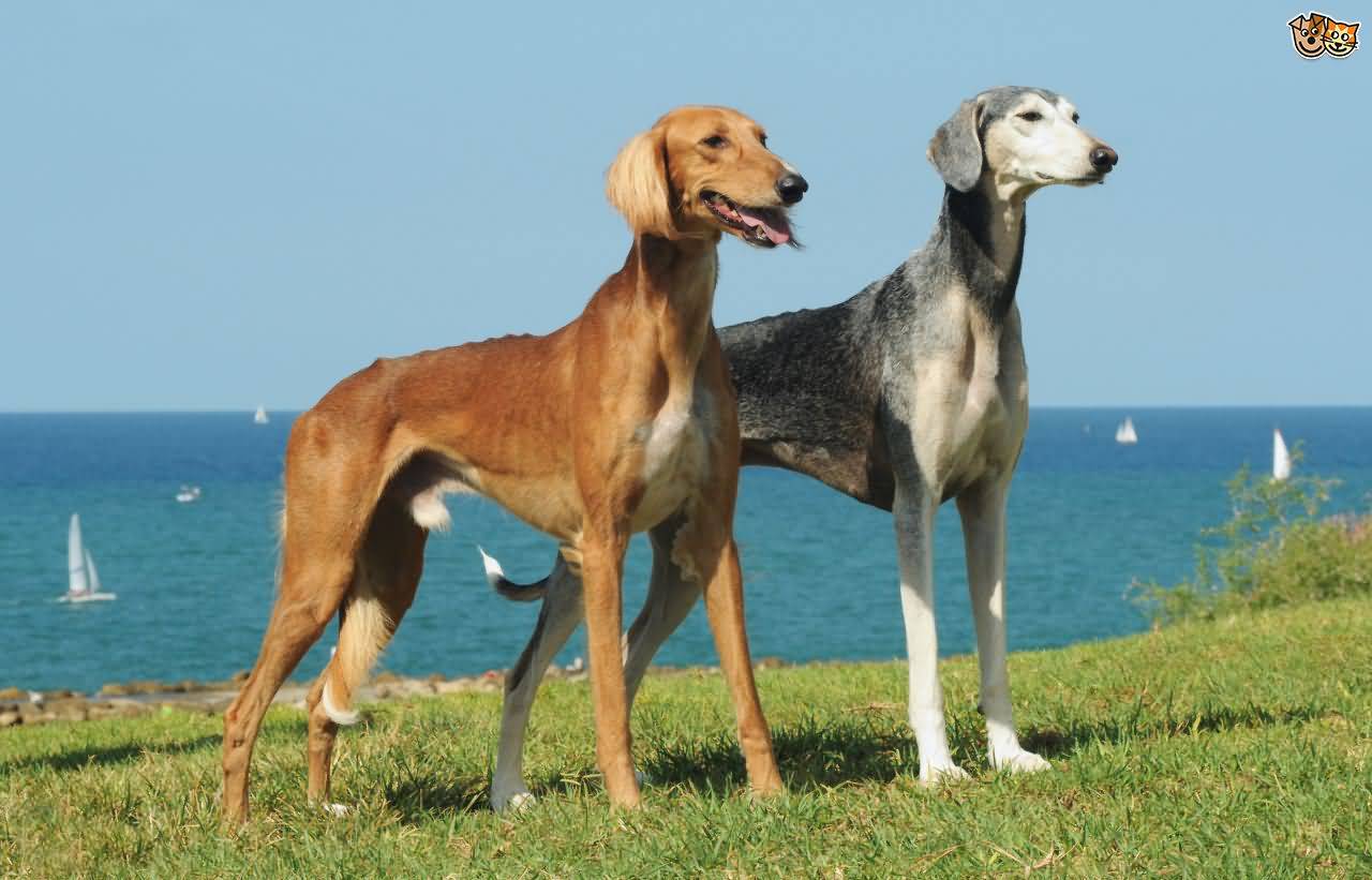 Saluki Dog Breed - What You Should Know About These Amazing Dogs