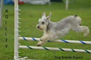 Miniature Schnauzer - Dog Breed Information About This Character!