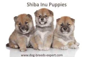 The Shiba Inu Dog Breed - Are You Curious?