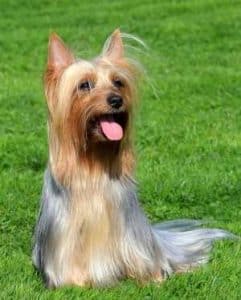 The Silky Terrier Dog Is An Affectionate Family Breed.