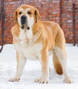 Livestock Guardian Dogs Were Bred To Protect Animal Stocks