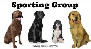 List Of Dog Breeds And Groupings - What Dog Groups Are There?