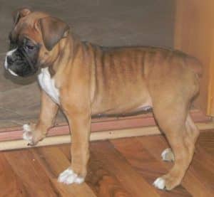 The Valley Bulldog - Are You Curious? Find Out About This Dog!