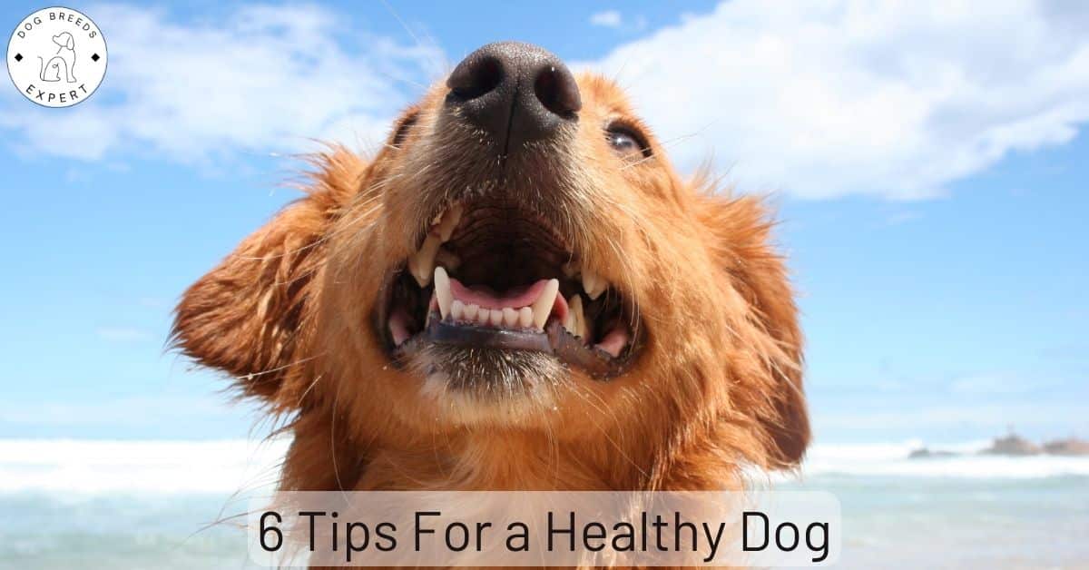 Six Tips for Healthy Dog to Keep Your Pet in Top Shape!