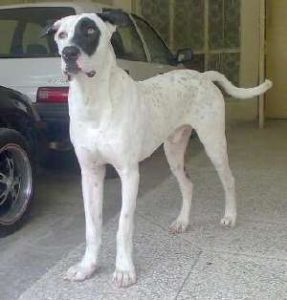 34 Fearless Guard Dog Breeds That Will Ensure Your Home is a Fortress!