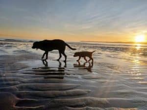 Dog Photo Competition