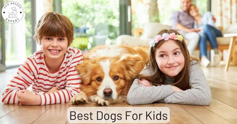 Best Dogs For Kids - 16 Dog Breeds To Check Out
