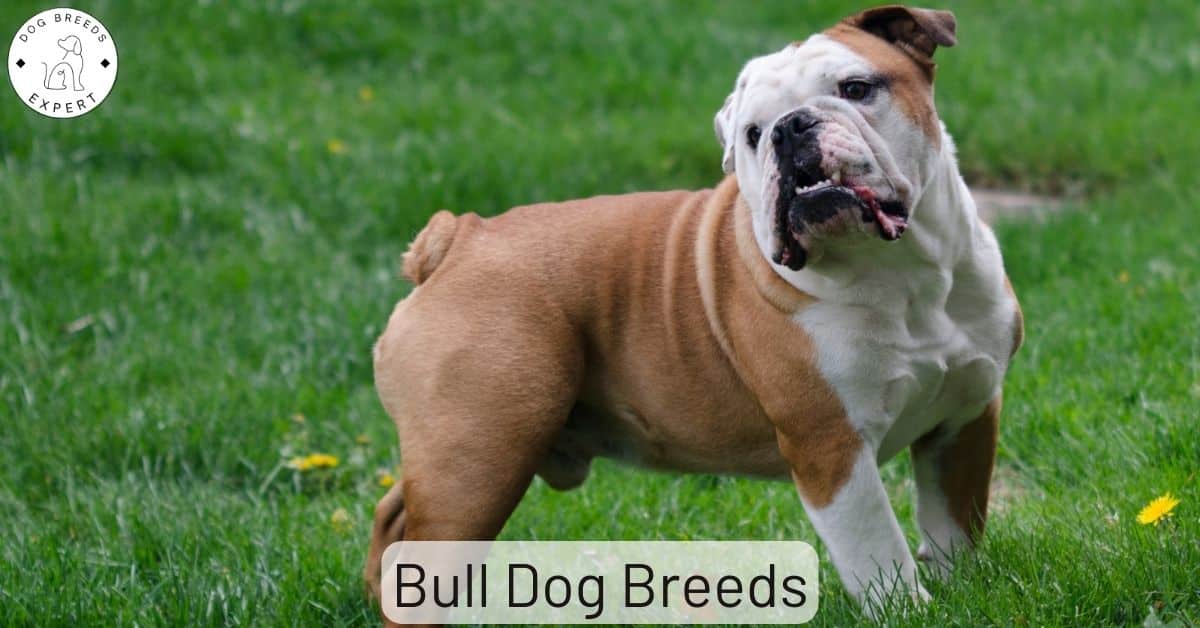 Bull Dog Breeds - Interested In A Bulldog? Which Breed?