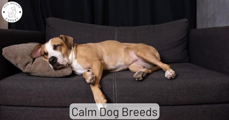 22 Calm Dog Breeds - Breeds That Tend To Be Calm By Nature