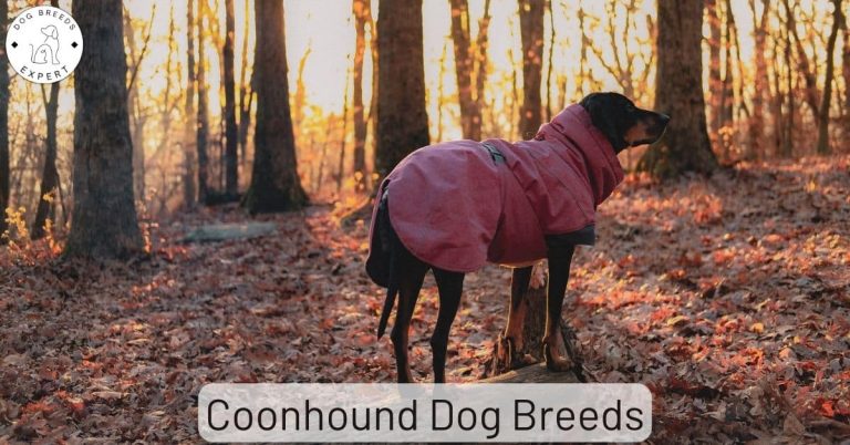 Working Dog Breeds: Based On The AKC Classification System