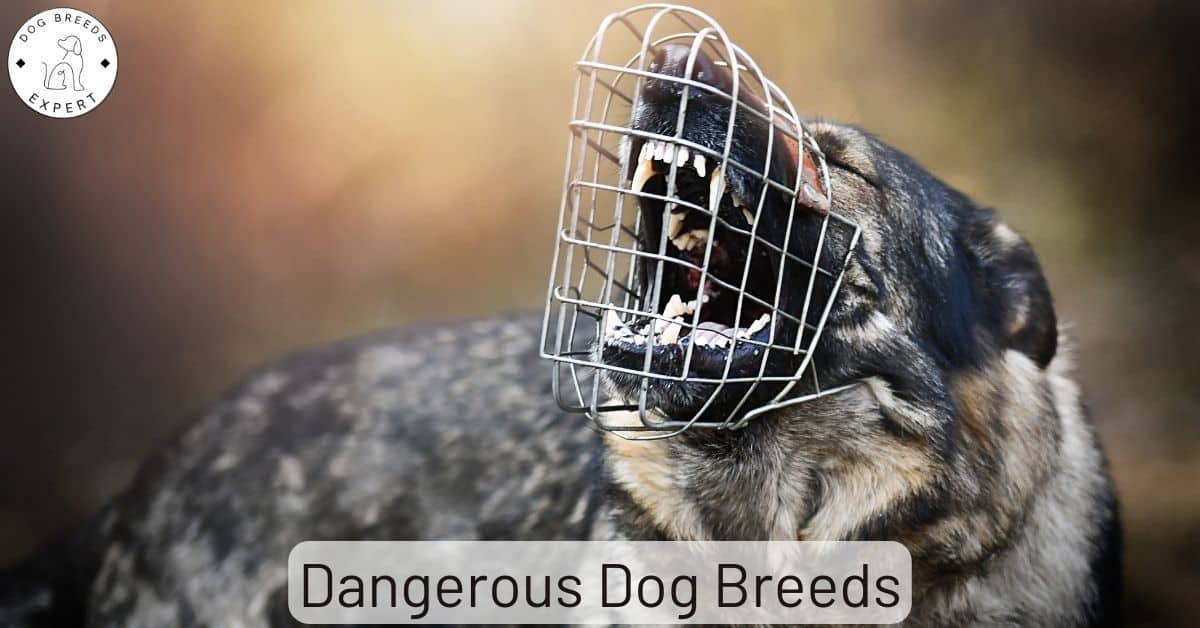 The most Dangerous Dog Breeds - Which ones are they?