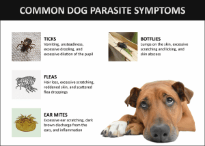 Dog Parasites: Those Pesky Fleas, Ticks and Mites