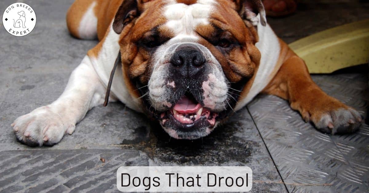 Are English Mastiffs Droolers