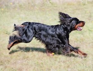 The Gordon Setter Temperament - Interested In Finding Out More?